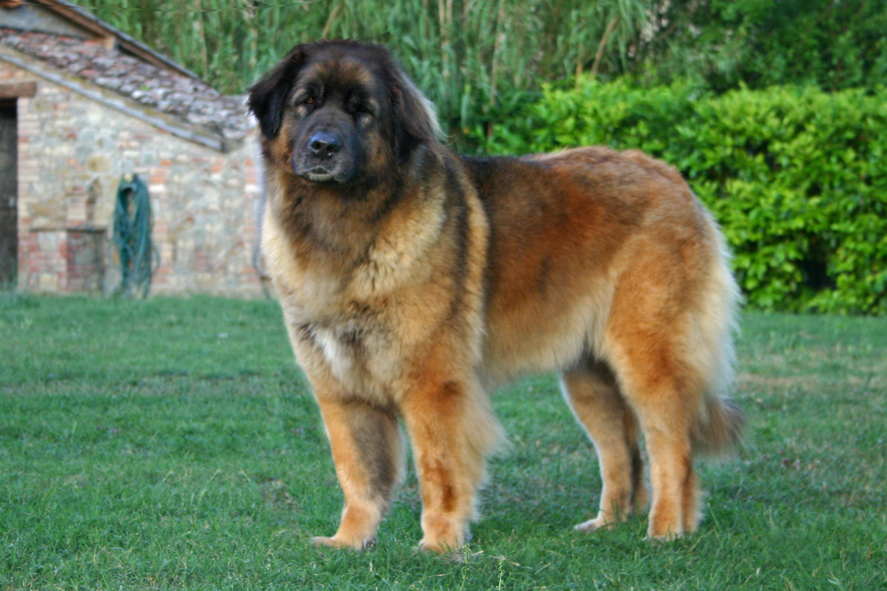 Leonberger | Allevamento Leonberger Wiyot | Italia