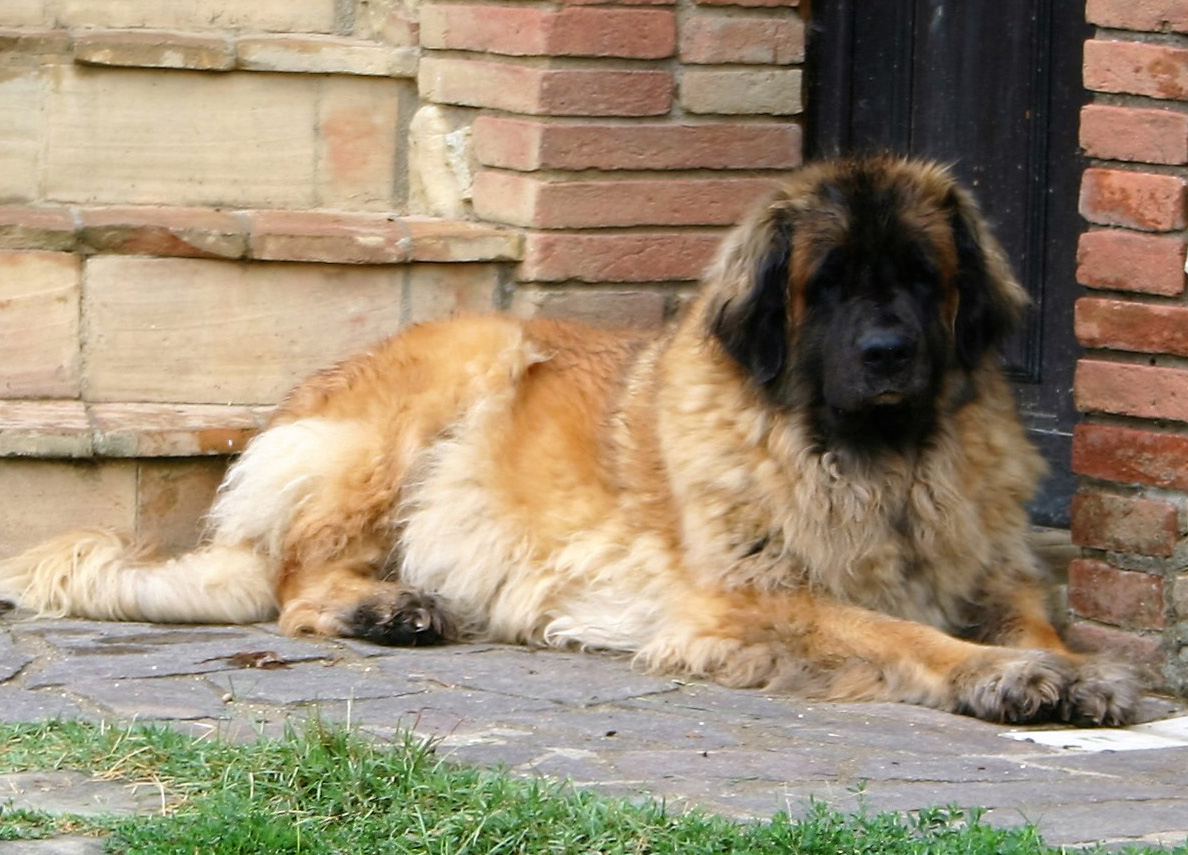 Leonberger | Allevamento Leonberger Wiyot | Italia