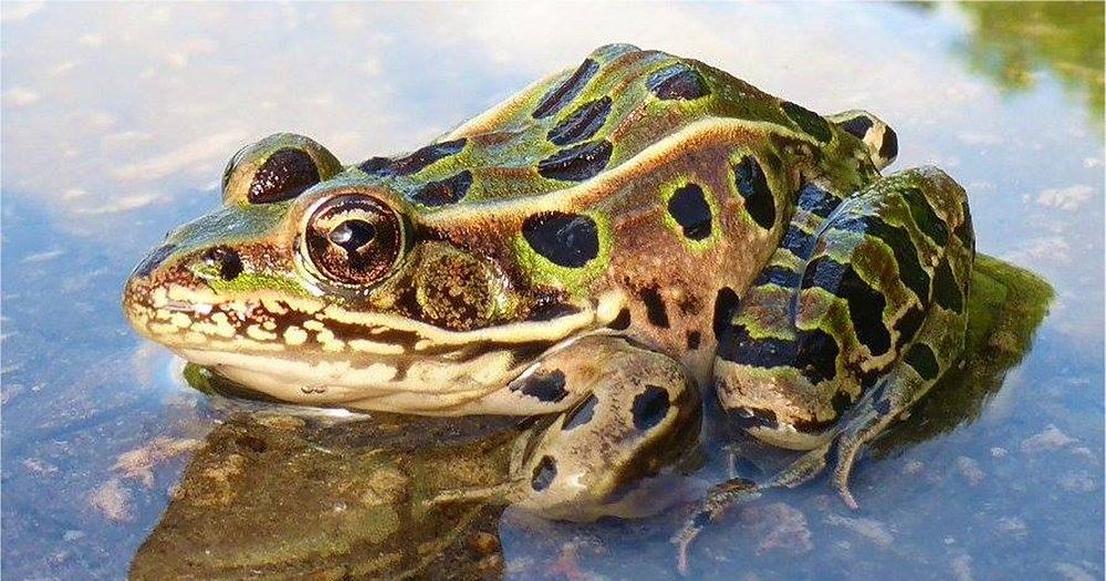 First Frog and Toad Chorus Survey of 2023 Tomorrow