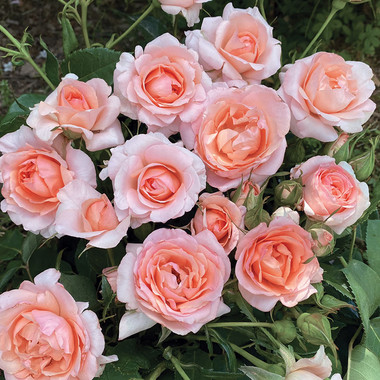 Rose Barni: produzione e vendita Rose d'Autore dal 1882