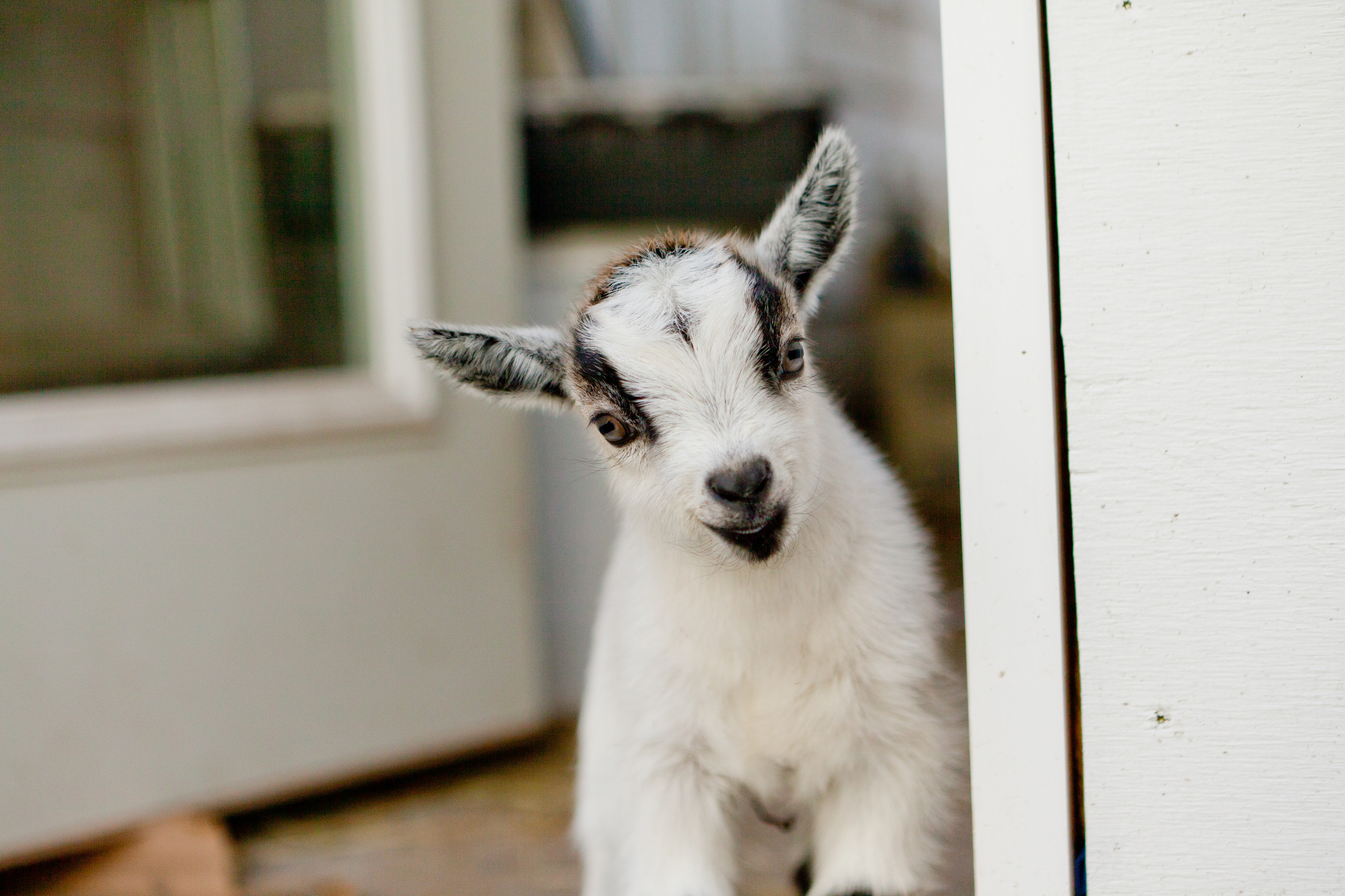 FREE Mini Training - Pygmy Goat Class & Virtual Tour | Nicole Zaagman
