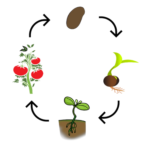 Life Cycle | how-plants-grow