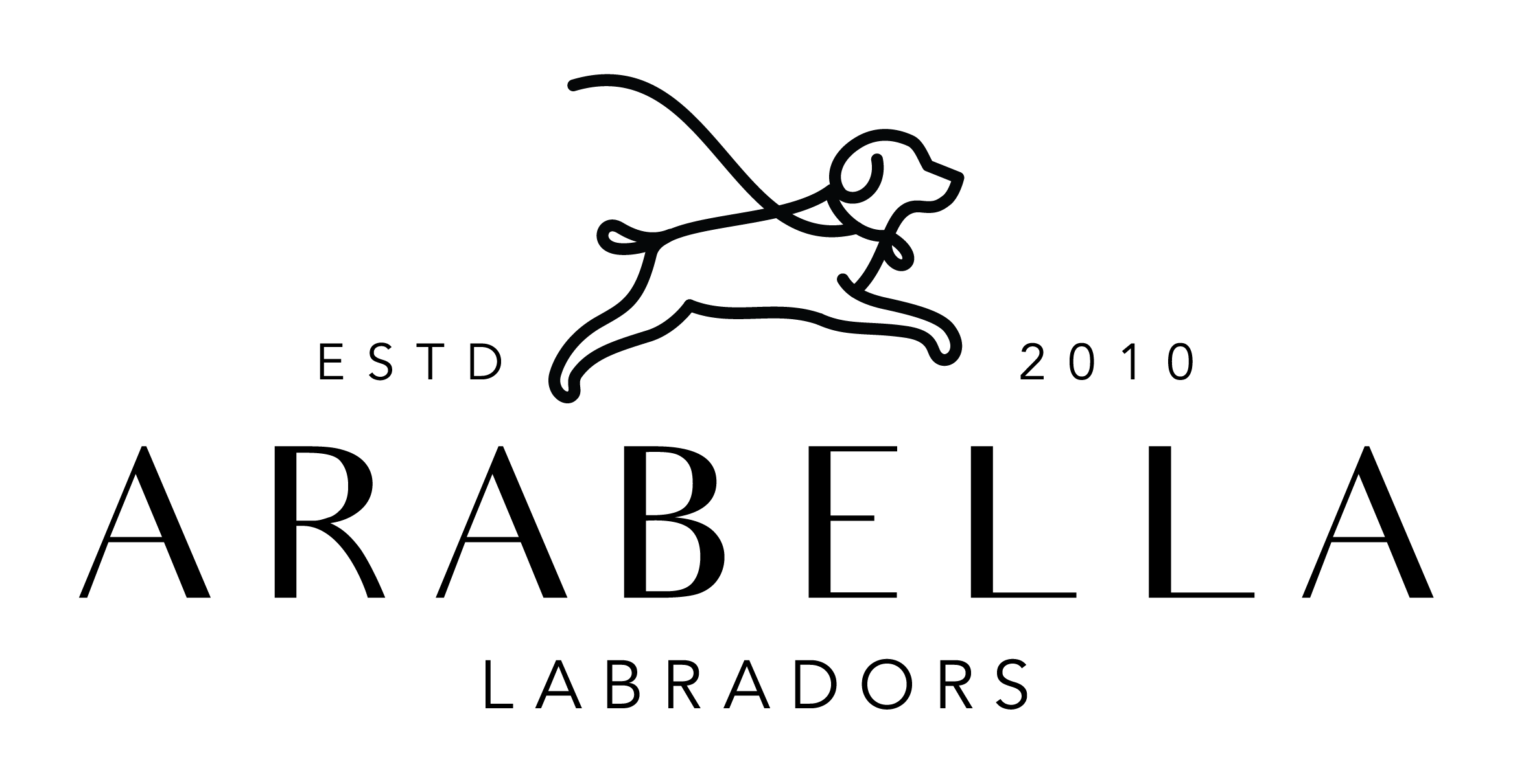 Arabella Labradors | white labrador puppy