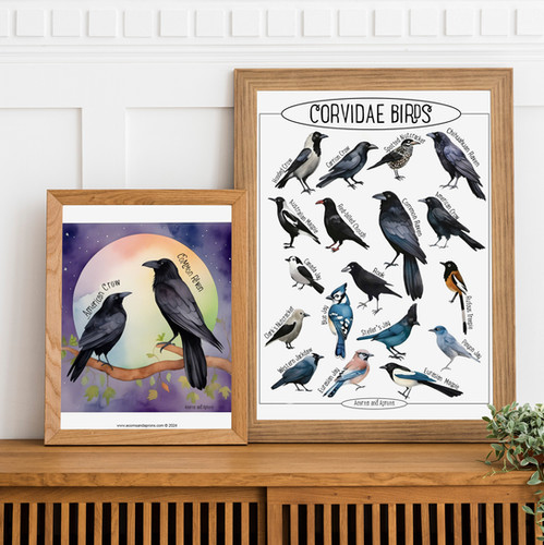 Corvidae Birds - Poster and card pack | Acorns and Aprons