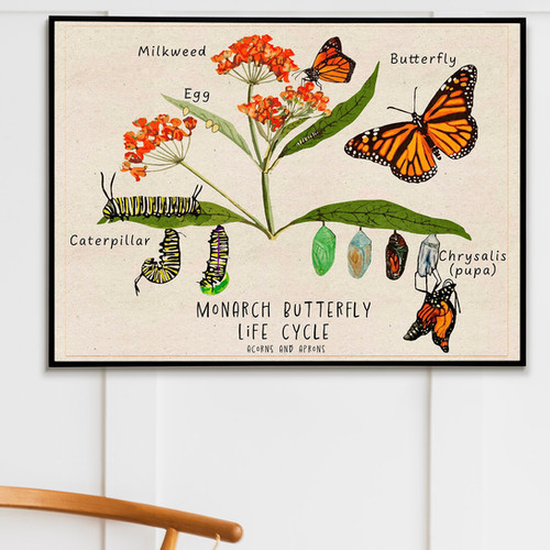 Monarch butterfly life cycle (card and poster set) | Acorns and Aprons