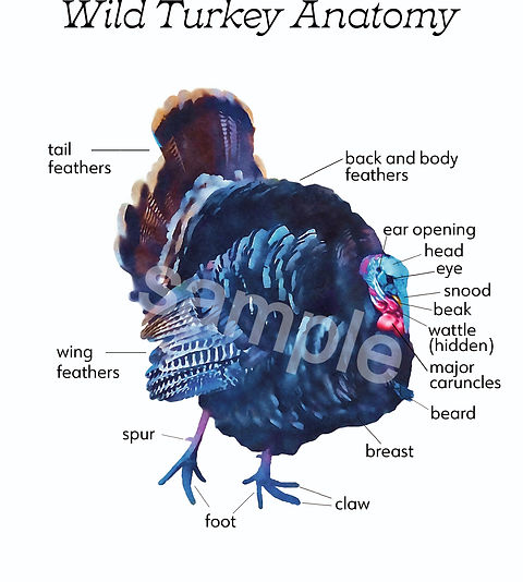 turkey diagram