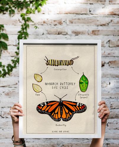 Monarch butterfly life cycle (card and poster set) | Acorns and Aprons