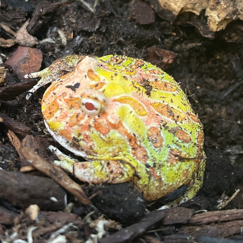 Apricot Horned Frog | Birmingham Reptiles