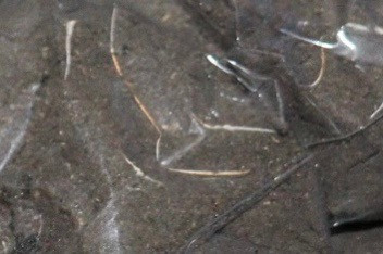 Poudre de Gongoli - Medicinal - Thérapeutique 250g | KÂRÂ