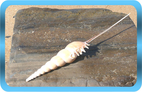 Shin-bone Tibia | Shell Essences