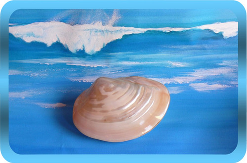 Shining Pink Clam | Shell Essences