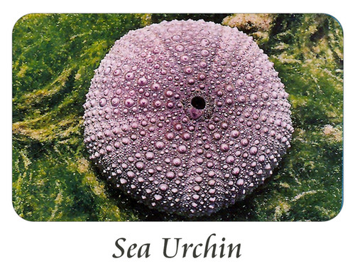 Sea Urchin | Shell Essences