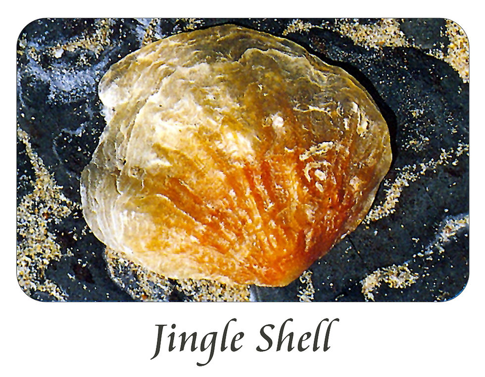 Jingle Shell | shellessences
