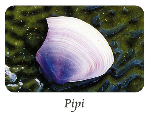 Pipi | Shell Essences