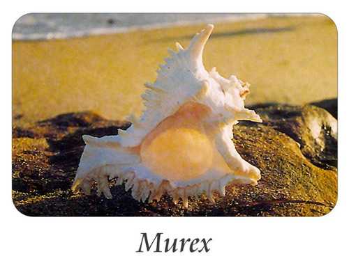 Murex | Shell Essences