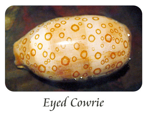 Eyed Cowrie | Shell Essences