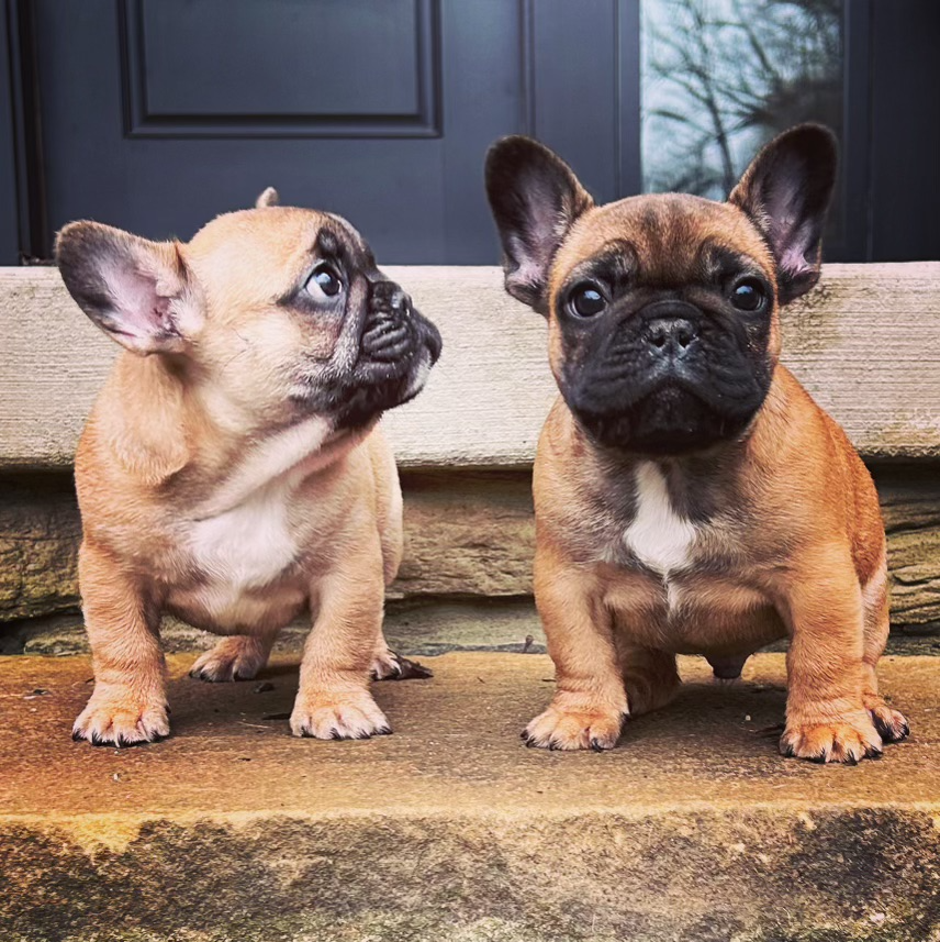 The Birth of a Companion: The Fascinating History of the Frenchie