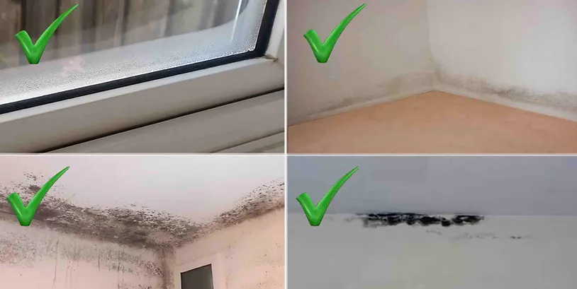 How to Detect and Prevent Damp Proofing Issues in Your Home"