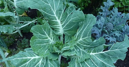 COVO TRONCHUDA | ZimbabweGarden Seeds