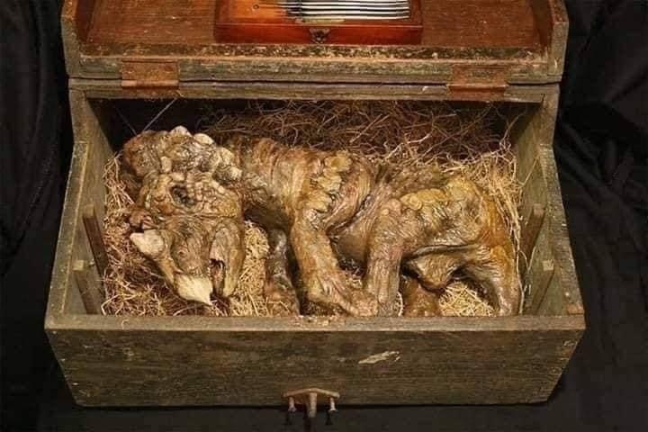 Merrylin Cryptid collection