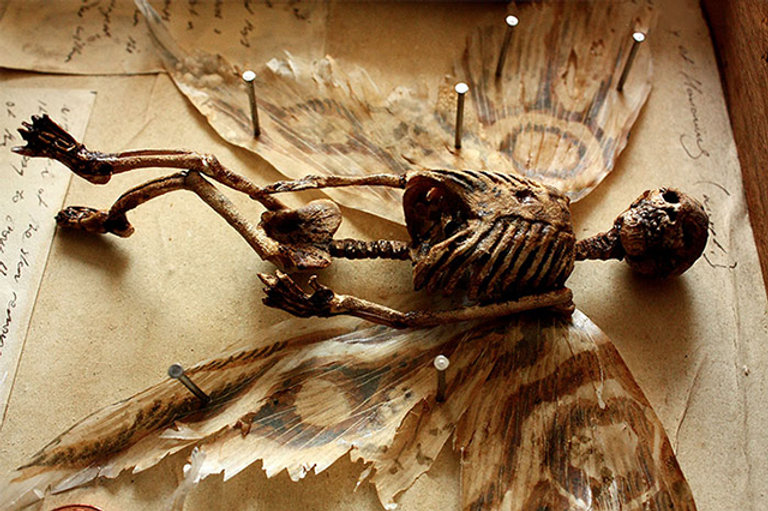 Merrylin Cryptid collection