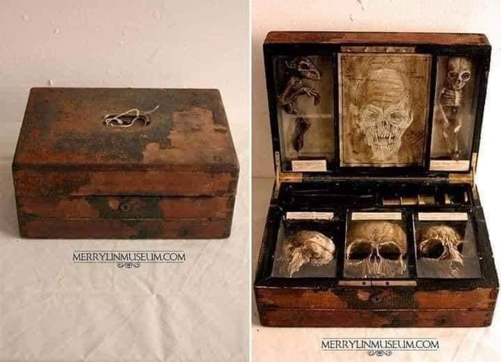 Merrylin Cryptid collection