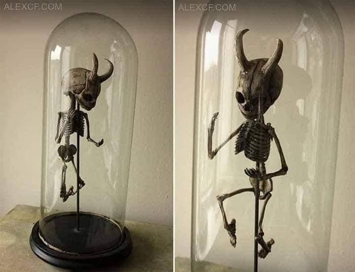 Merrylin Cryptid collection