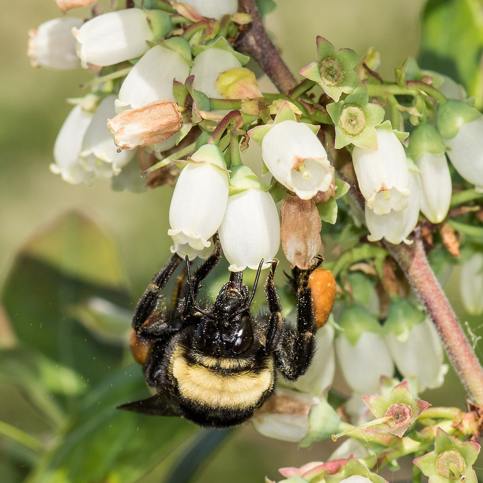 Blueberries & Buzz Pollination