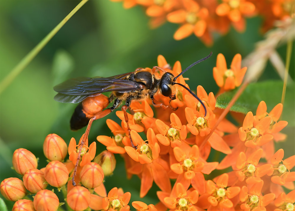 Solitary Wasps: fierce, fascinating, and totally harmless