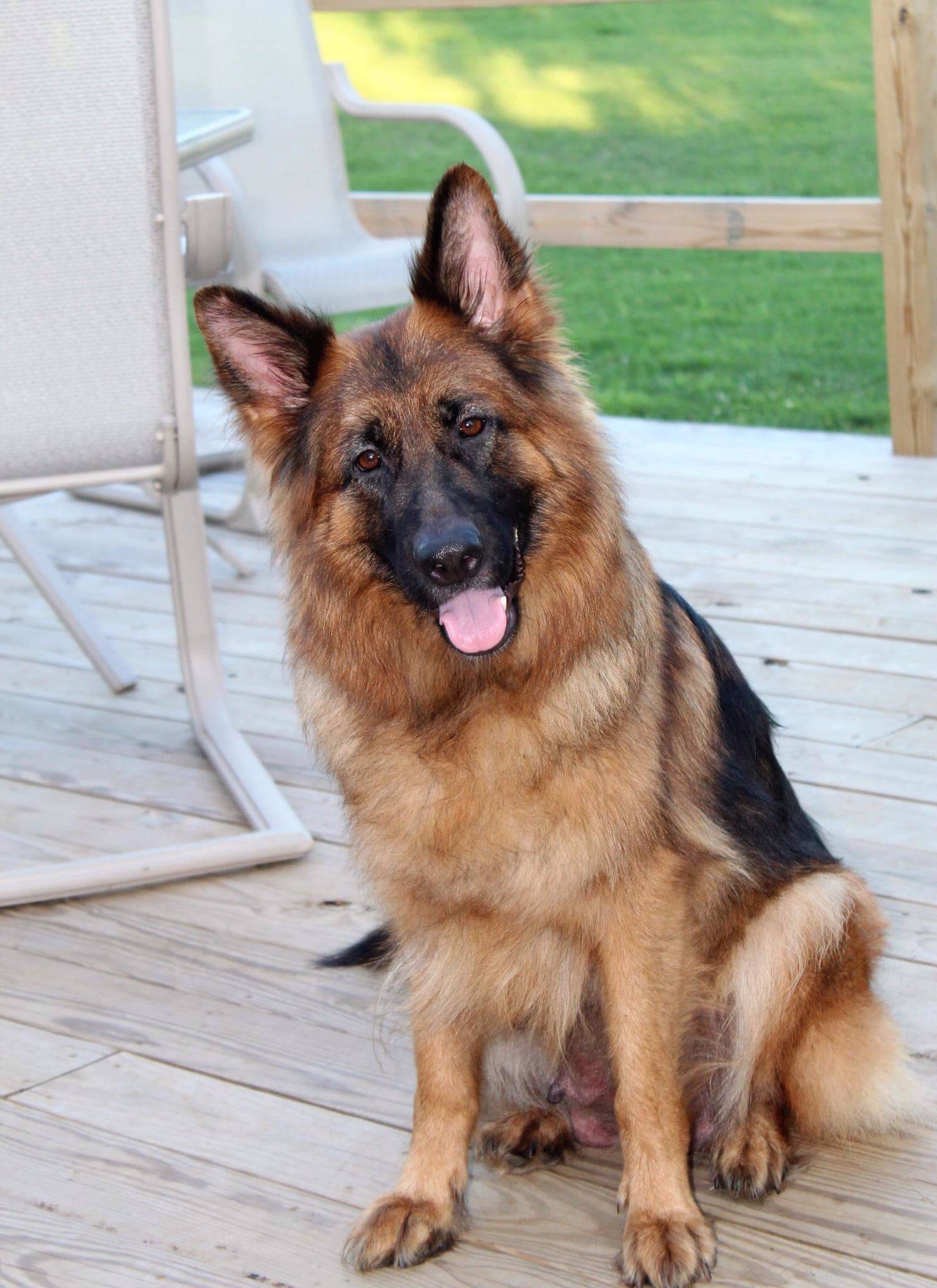 About us| We breed Beautiful Long Coated German shepherds