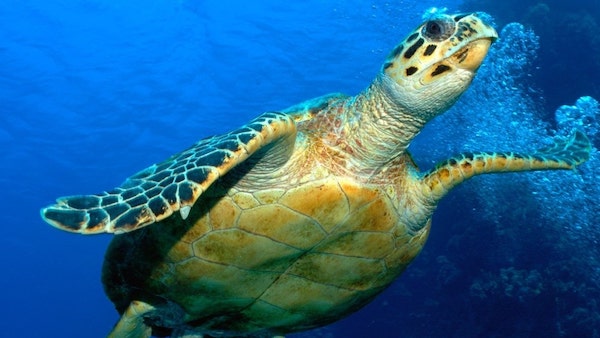 TURTLE DISCOVERY | Hervey Bay Eco Marine Tours