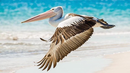 PELICAN BANK TOUR | Hervey Bay Eco Marine Tours