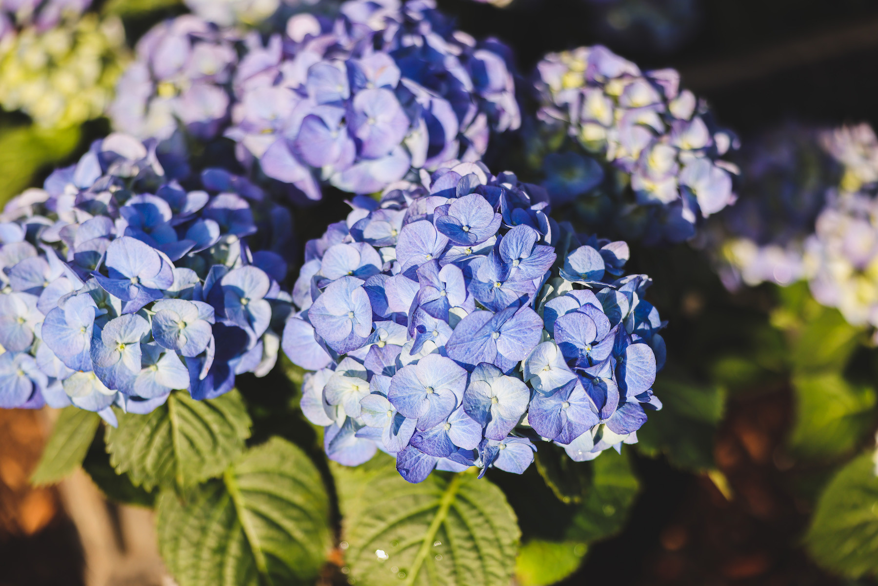 Hydrangea Mini-Class (Free!) | The Market at Grelen