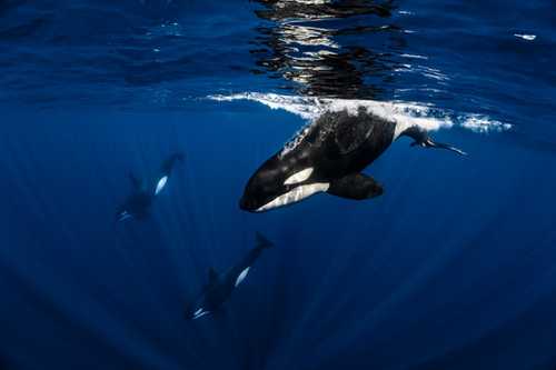 Orca Trio. | Oliver Clarke Photog