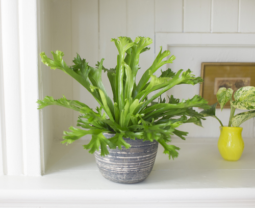 Crested Japanese Bird's Nest Fern | Elizabeth+Alexandra