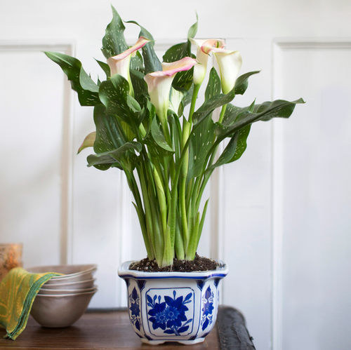 Calla Lily | Elizabeth+Alexandra