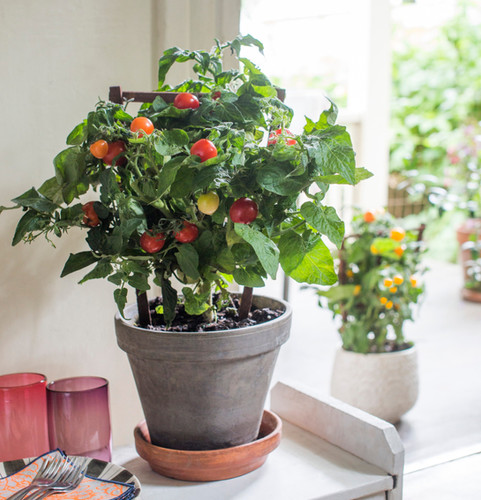 Tomato | Elizabeth+Alexandra