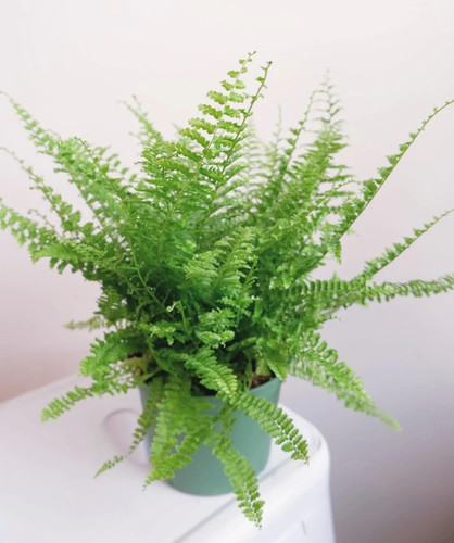 Fluffy Ruffles Fern | Elizabeth+Alexandra