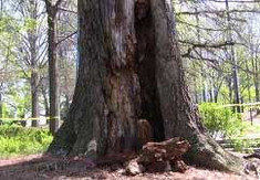 Tree Repair | Tree Masters Tree Service