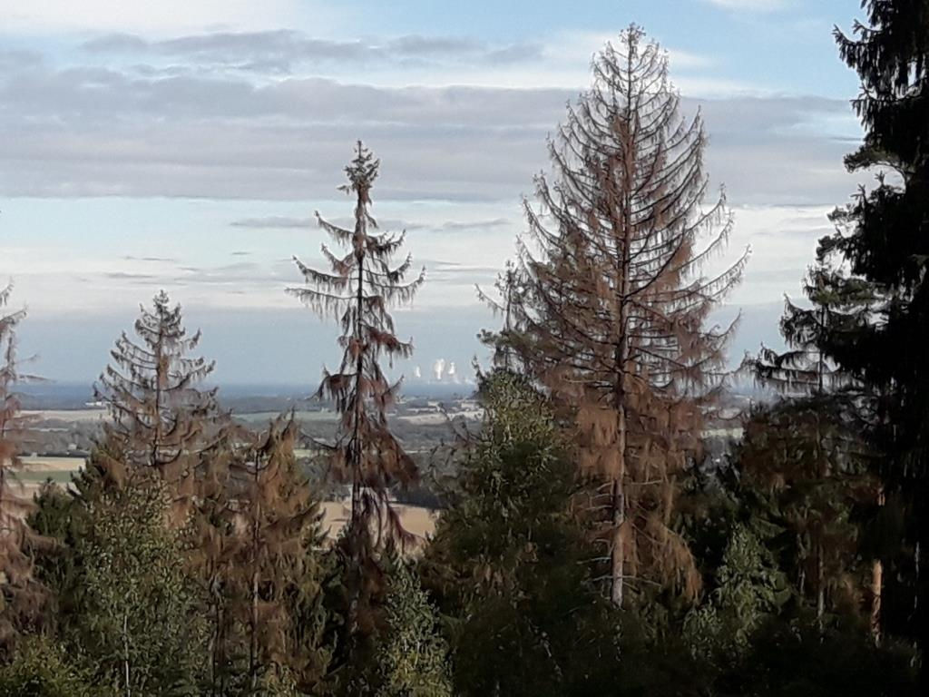 Forstari Forstdienst - Angela Protze - Holzernte, Baumfällung, Aufforstung