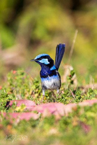 Blue Wren | Nicole Kearns Photography