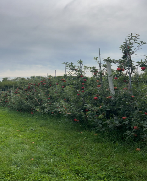 A Guide to Apple Picking