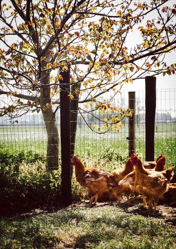 Scharrelkip | Vaneigenkweek