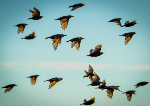 STARLING DARLING | DANIELDASILVA