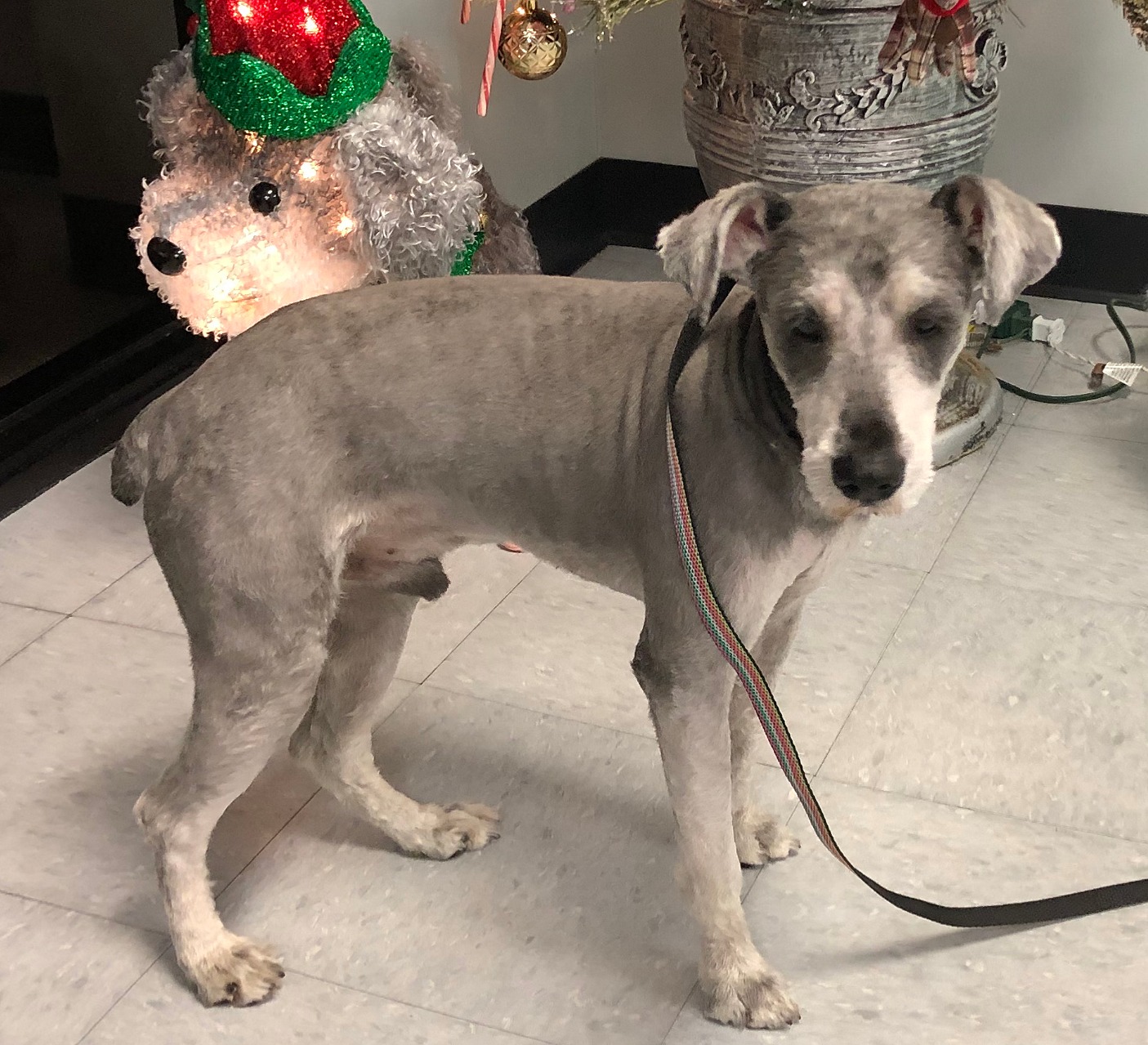 Waiting in the Wings| MSRH