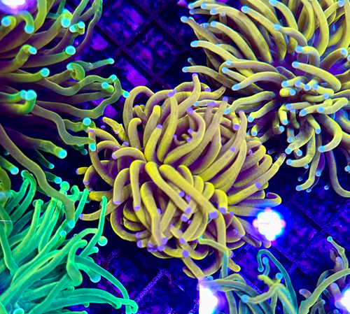 Ultra 24k Gold Torch | ReefMart.com