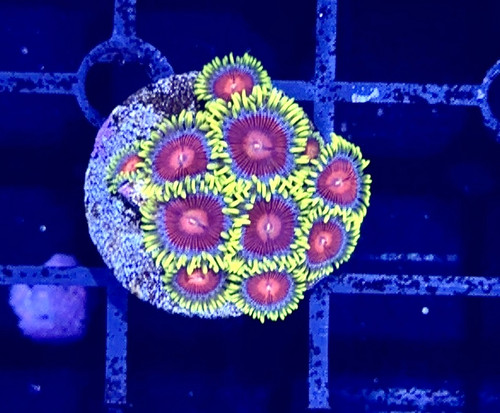 Zombie Spongebob Zoanthid | ReefMart.com