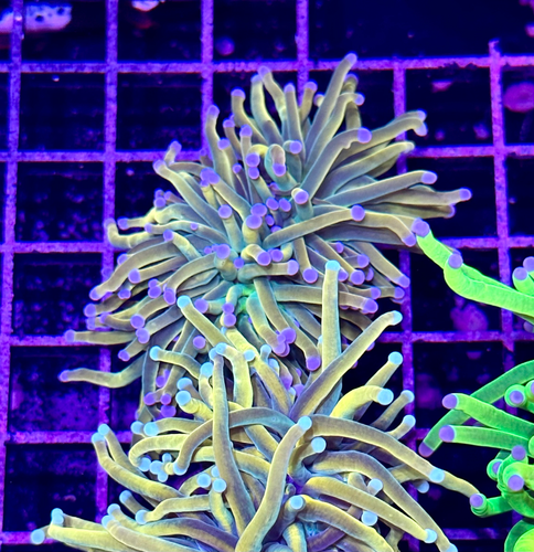 Rapunzel Torch | ReefMart.com