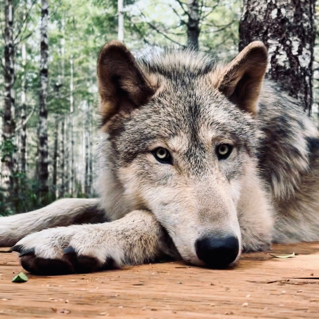 Welcome to Roam Wolfdog Sanctuary Shelton, WA | Roam With the Wolves