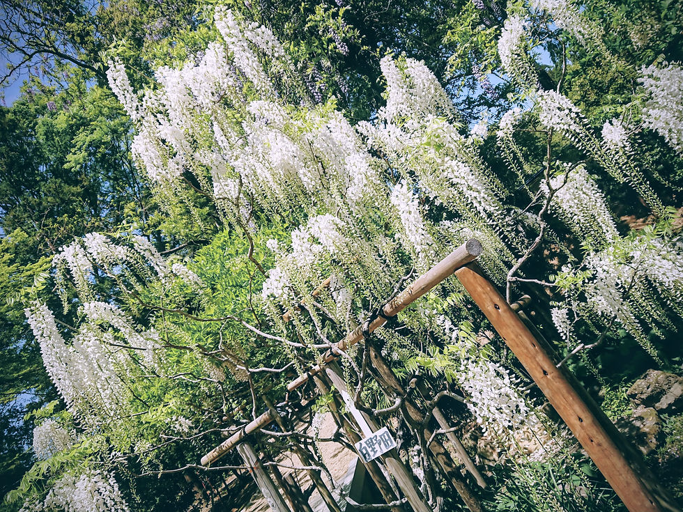 春日大社へ行ってきました